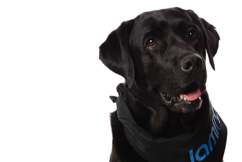 «Wanze go!» - Bremer Spürhunde jagen Bettwanzen: Tageskarte