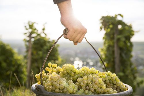 Winzer vergrößern Rebfläche für Sauvignon blanc: Tageskarte